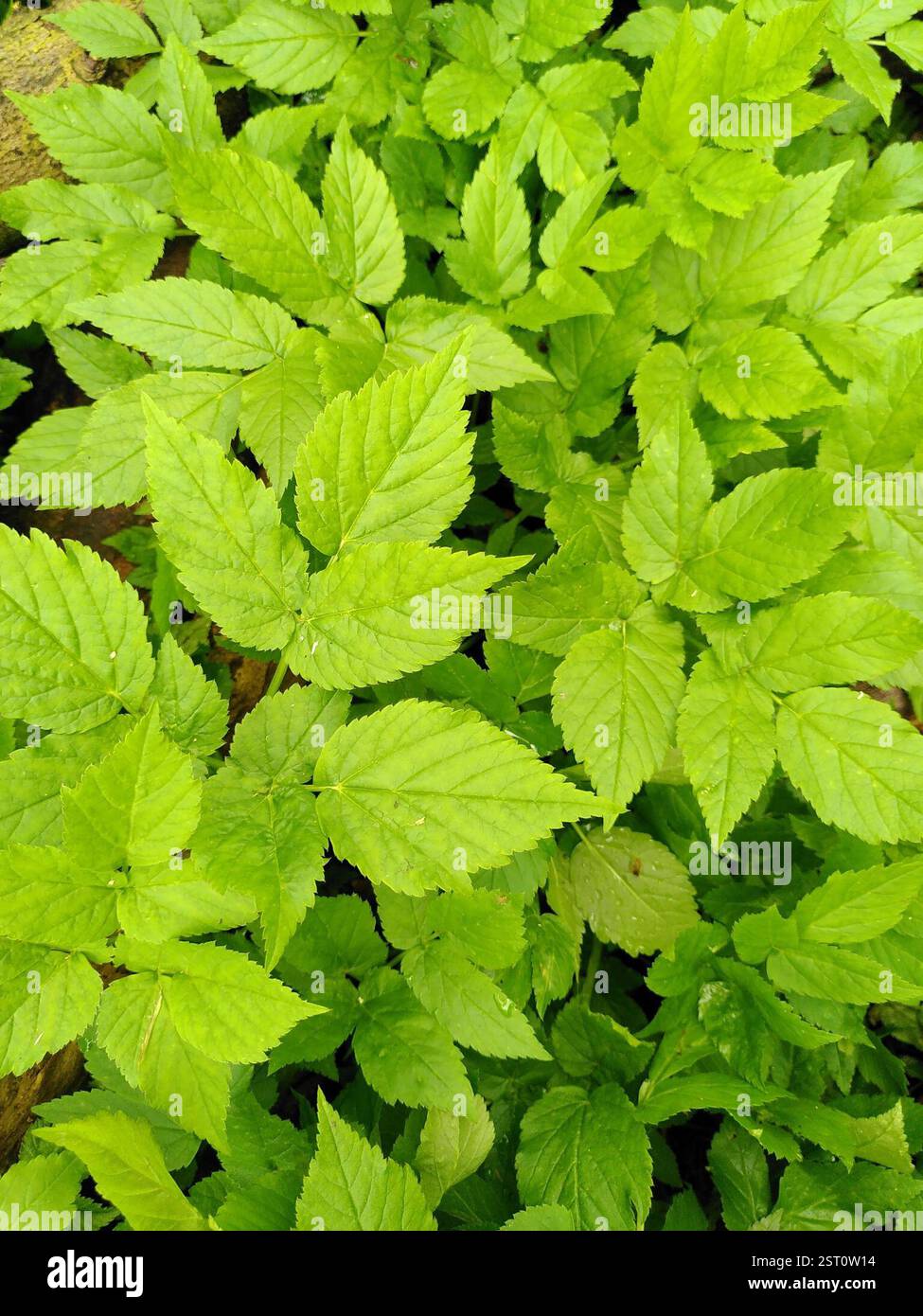 Goutweed (Aegopodium podagraria), Plantae, Commonside, Plant Stock ...