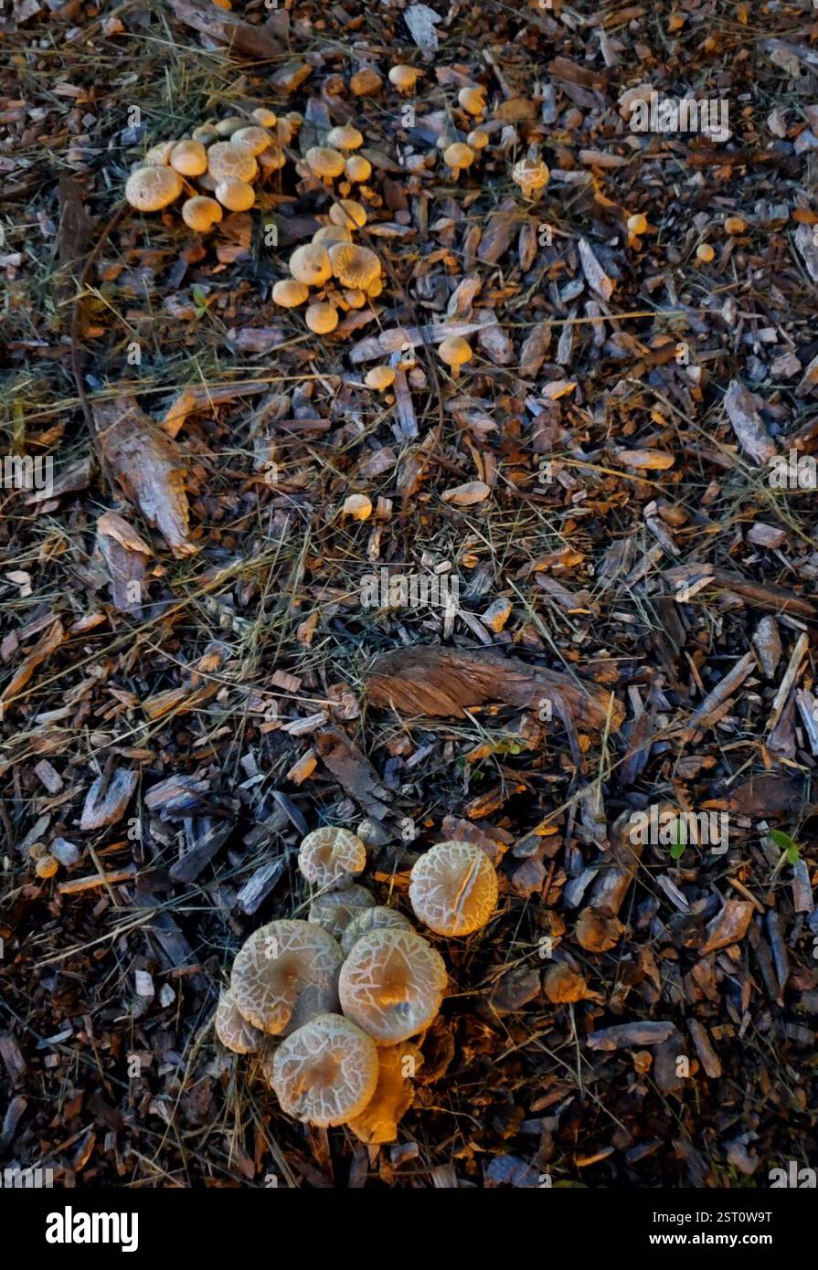 Spring Fieldcap (Agrocybe praecox), Fungi, Reservoir Dr & Smith Day ...