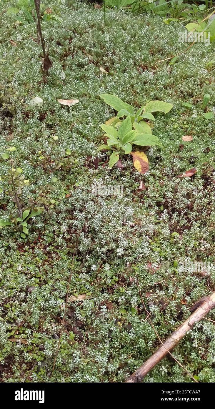 mat daisy (Raoulia tenuicaulis), Plantae, Eastbourne, Lower Hutt 5013 ...