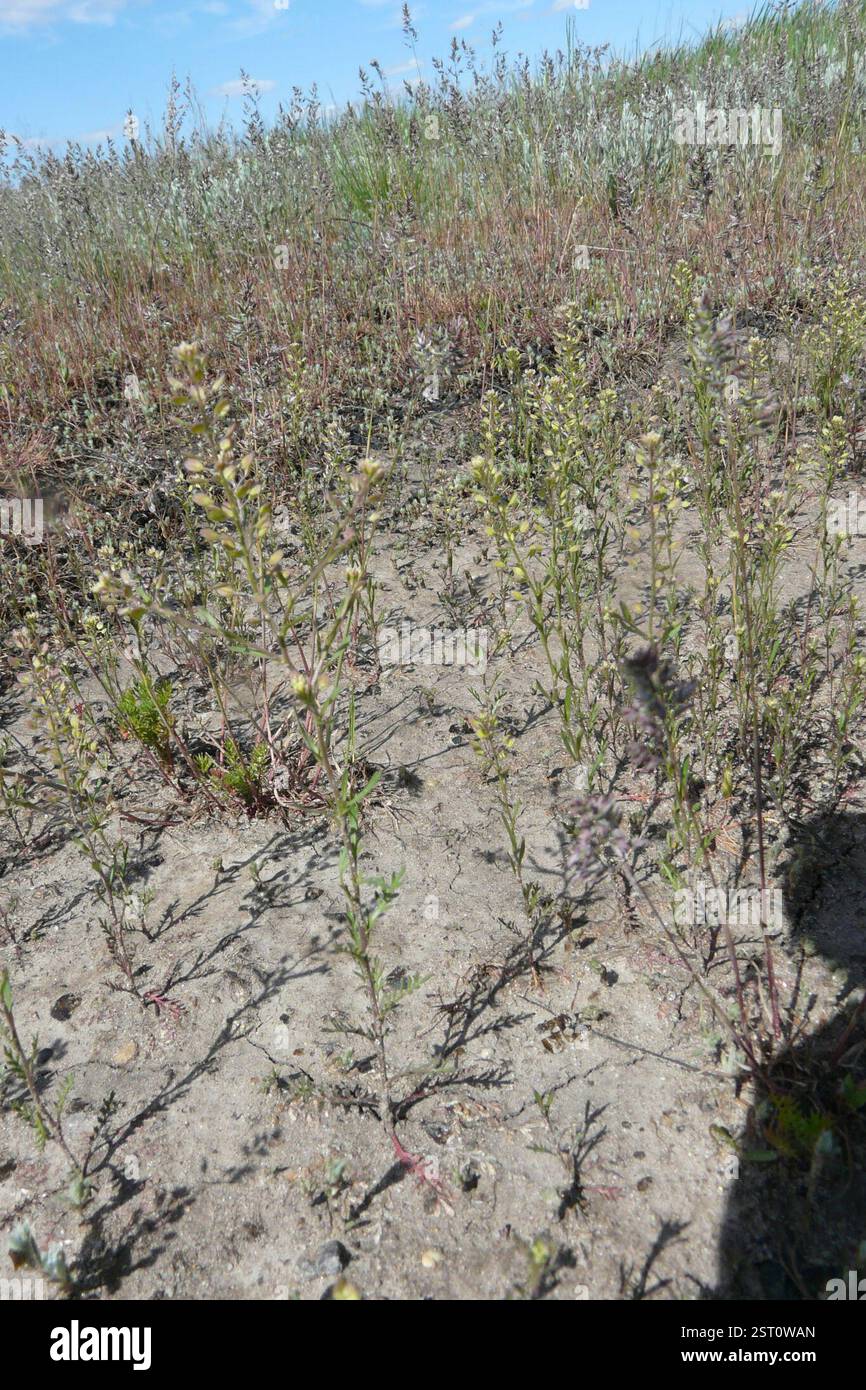 Narrow-leaved Pepperwort (Lepidium ruderale), Plantae, Сердобский р-н ...