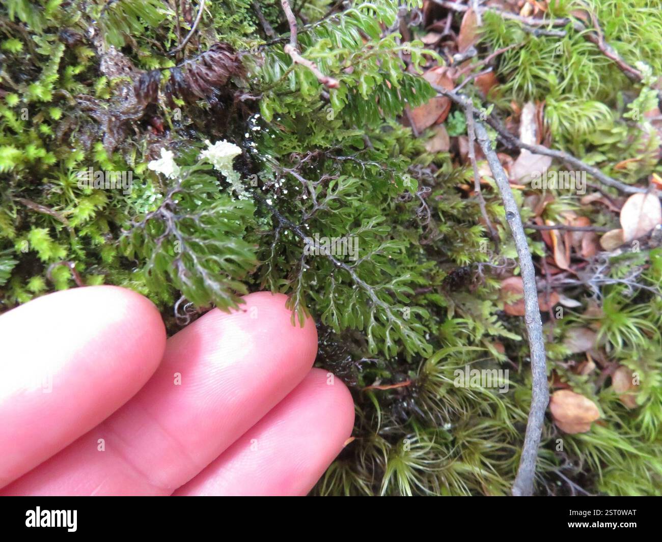 (Hymenophyllum villosum), Plantae, Canterbury 7580, New Zealand Stock ...