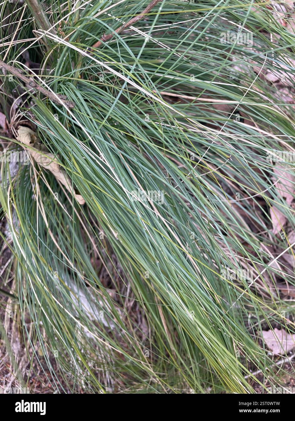 Turkey beard (Xerophyllum asphodeloides), Plantae, Hanging Rock State ...
