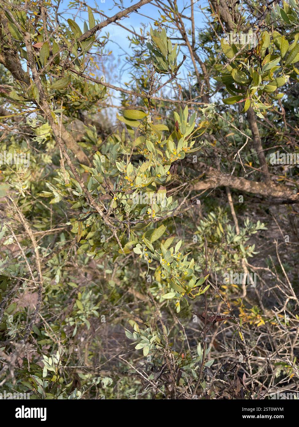 African Sandalwood (Osyris lanceolata), Plantae, Ounagha, Marrakesh ...