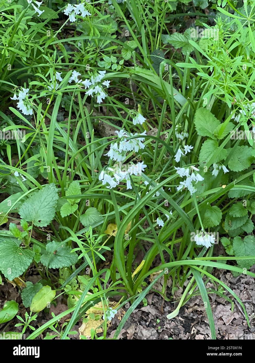 Three-cornered garlic (Allium triquetrum), Plantae, Cherry Orchard ...