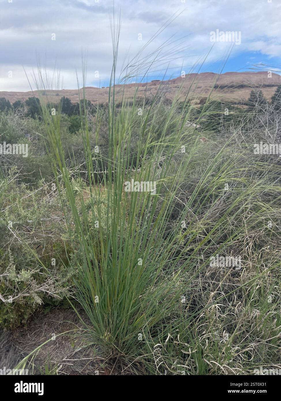 Needle-and-thread Grass (Hesperostipa comata), Plantae, Canyonlands ...