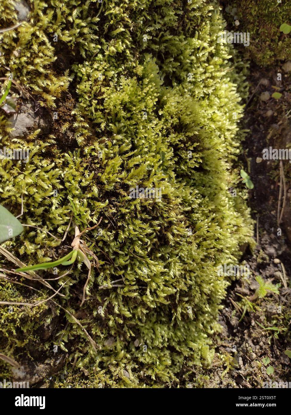 Rough-stalked Feather-moss (Brachythecium rutabulum), Plantae, Powiat ...