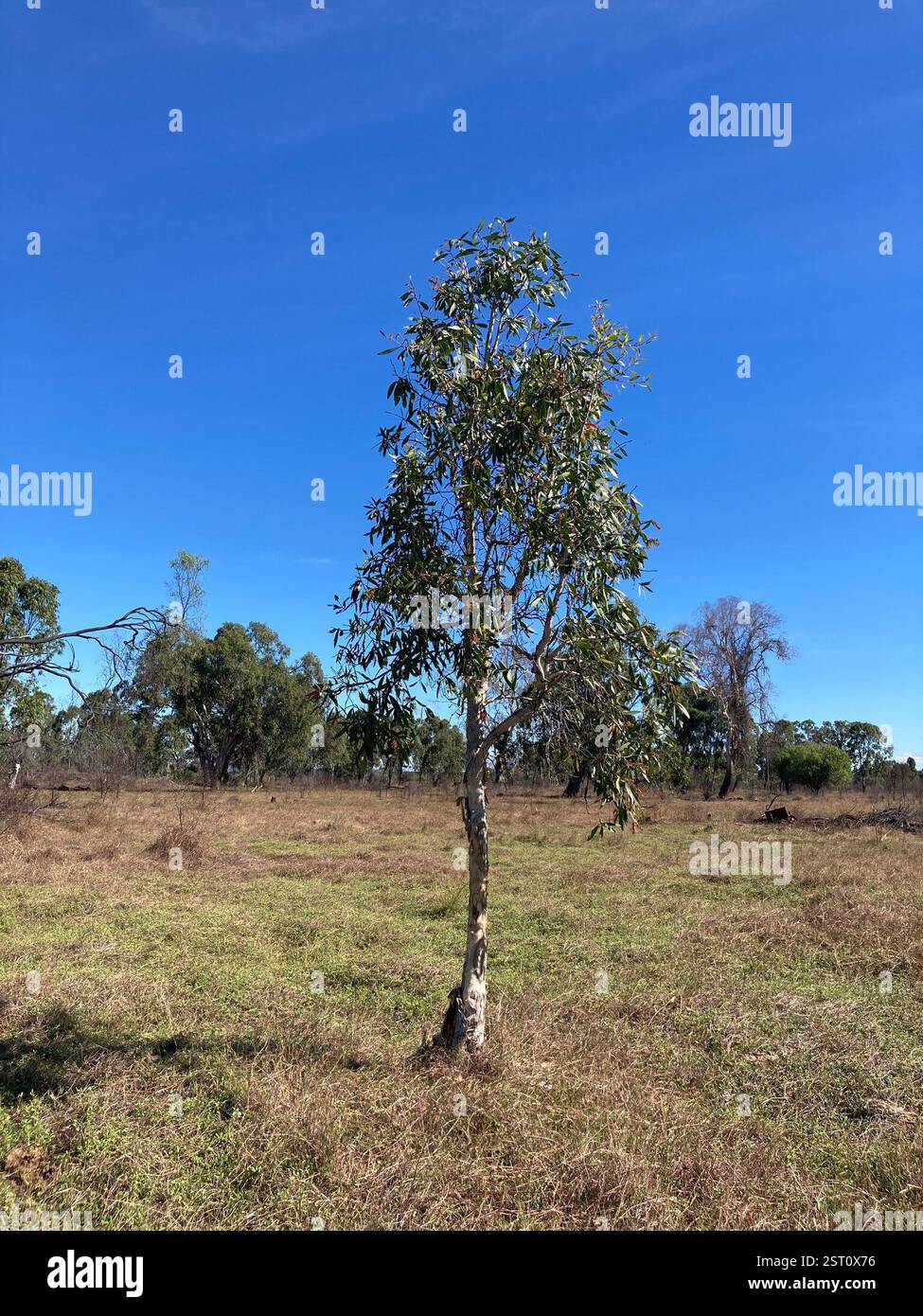 Broad Leaved Tea Tree (Melaleuca viridiflora), Plantae, Port Curtis ...
