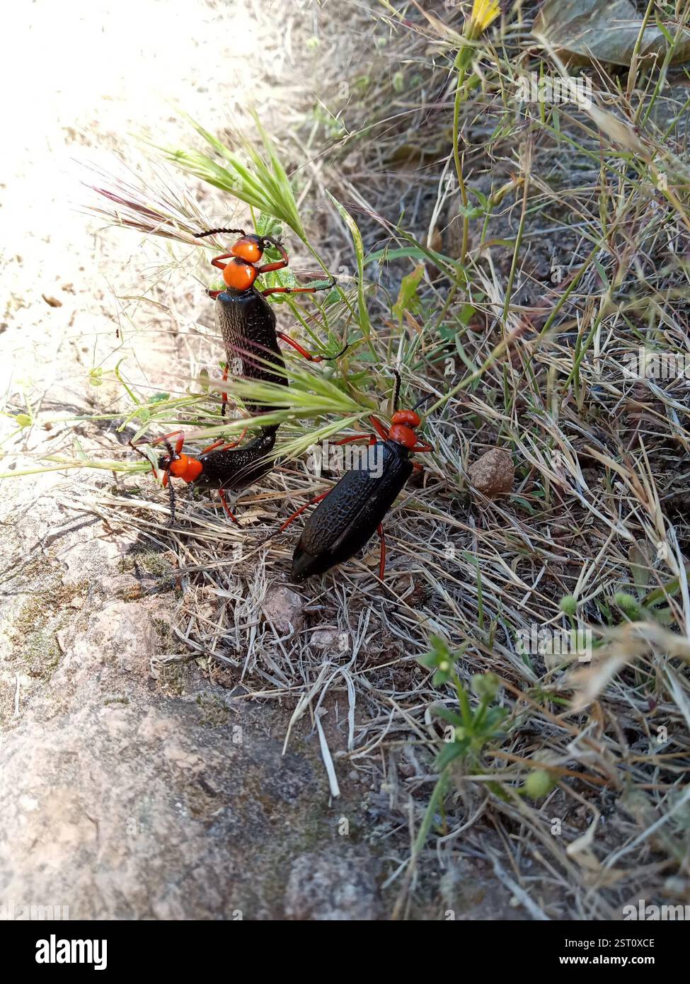 Master Blister Beetle (Lytta magister), Insecta, Maricopa County, US-AZ ...