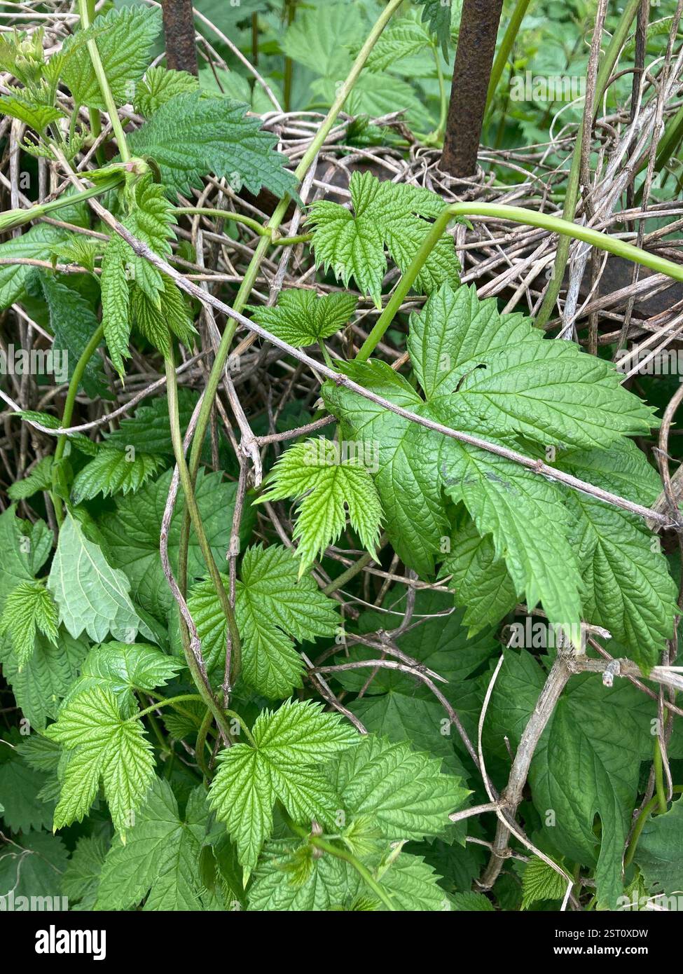 common hops (Humulus lupulus), Plantae, The Terrace, London, England ...