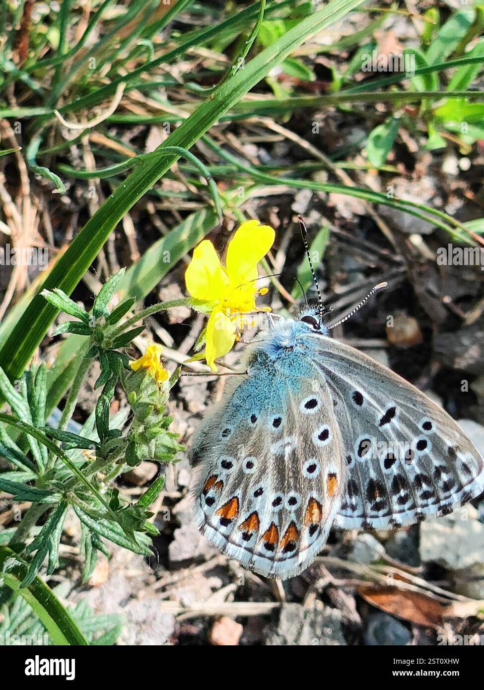 Adonis Blue (Polyommatus bellargus), Insecta, 28062 Cameri NO, Italia ...