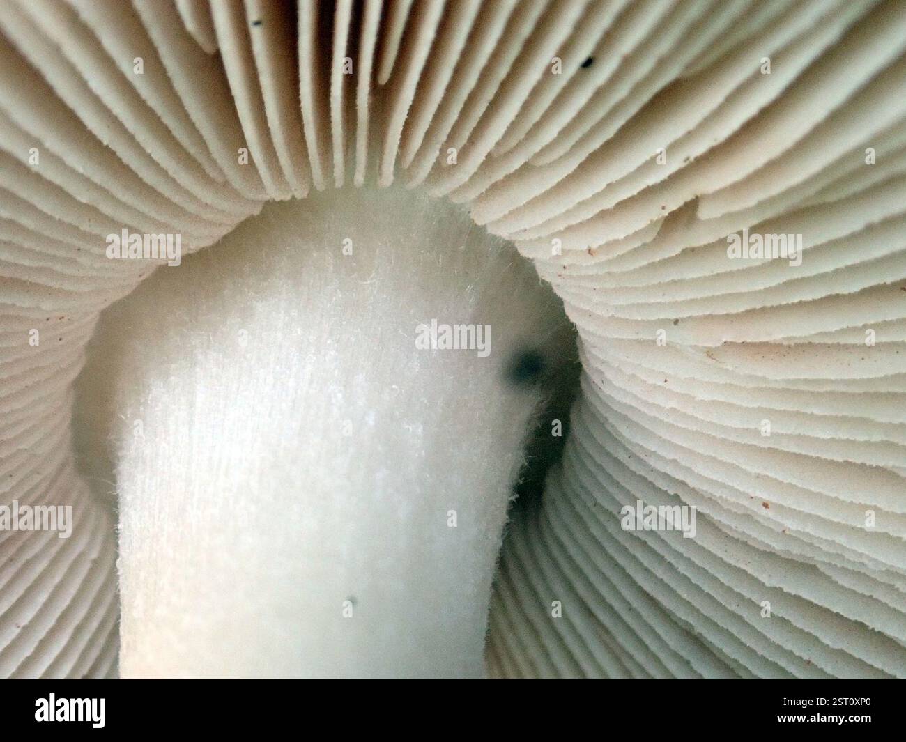 White Dapperling (Leucoagaricus leucothites), Fungi, Chatham Islands ...
