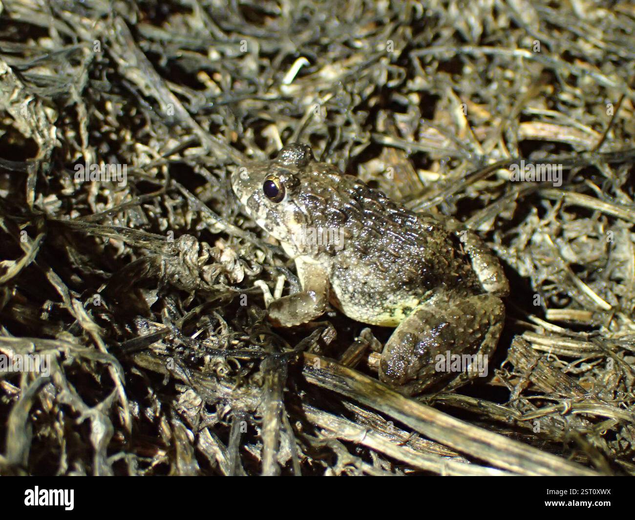 Rice field frog (Fejervarya kawamurai), Amphibia, Japan Stock Photo - Alamy
