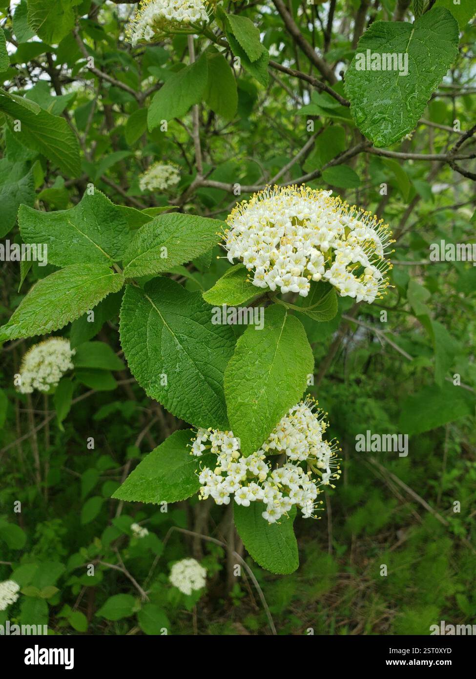 Wayfaring-tree (Viburnum lantana), Plantae, Ottawa, ON K2H 8Y8, Canada ...