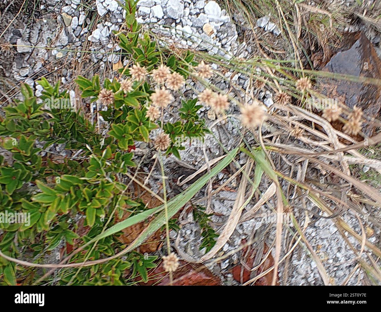 Star Grasses (Ficinia), Plantae, Grootvadersbosch Garden Route Stock ...