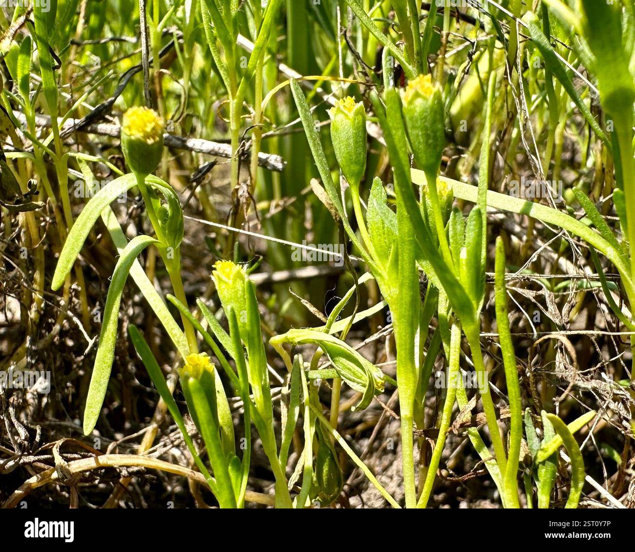 smooth goldfields (Lasthenia glaberrima), Plantae, Green Hill Rd ...