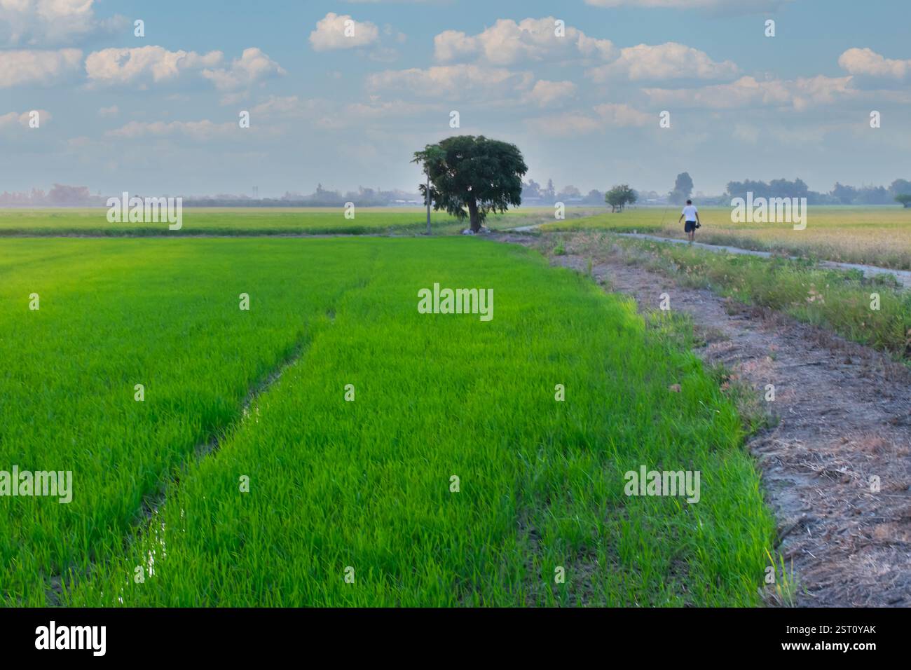 Landscape nature of rice field on rice paddy green color lush growing ...