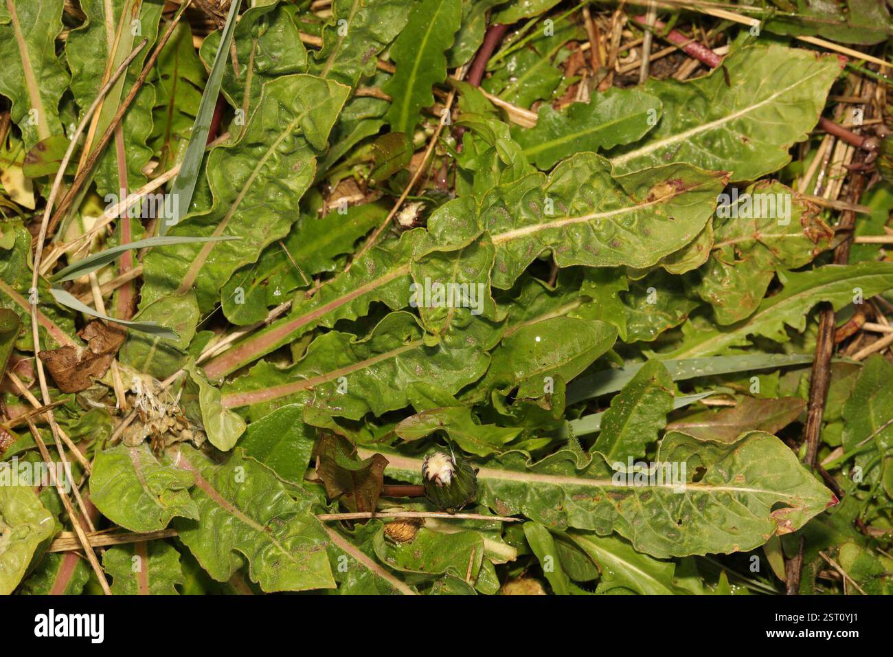 common dandelion (Taraxacum officinale), Plantae, Crosby Coastal Park ...