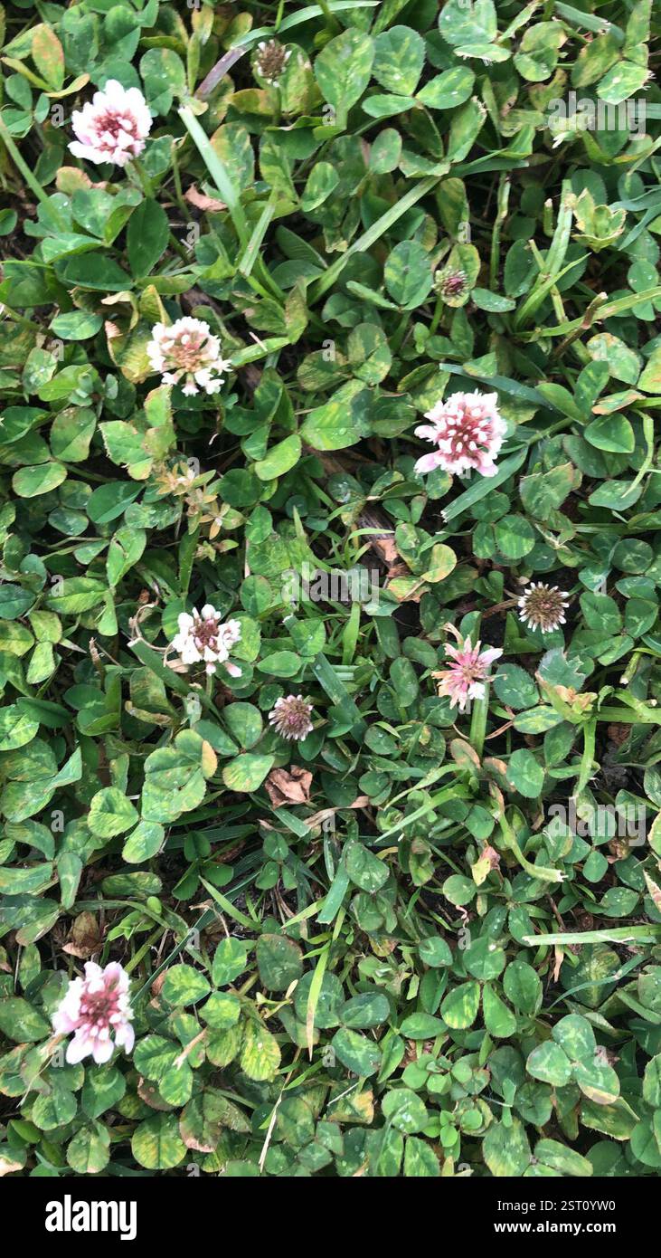 white clover (Trifolium repens), Plantae, Yorktown, Yorktown ES ...