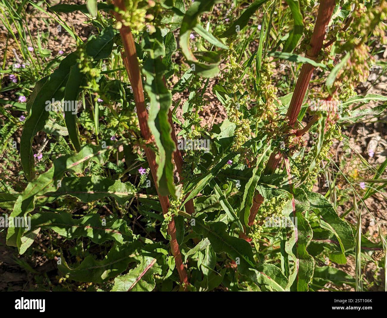 docks and sorrels (Rumex), Plantae, Joseph D. Grant County Park, Santa ...