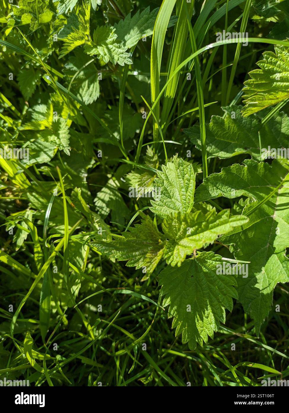 great stinging nettle (Urtica dioica), Plantae, Coxwold, York YO61 4AS ...