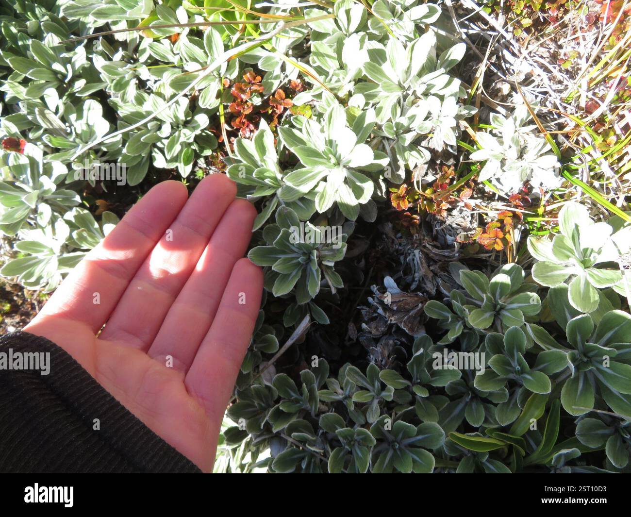 (Celmisia discolor), Plantae, Mount Arthur Stock Photo - Alamy