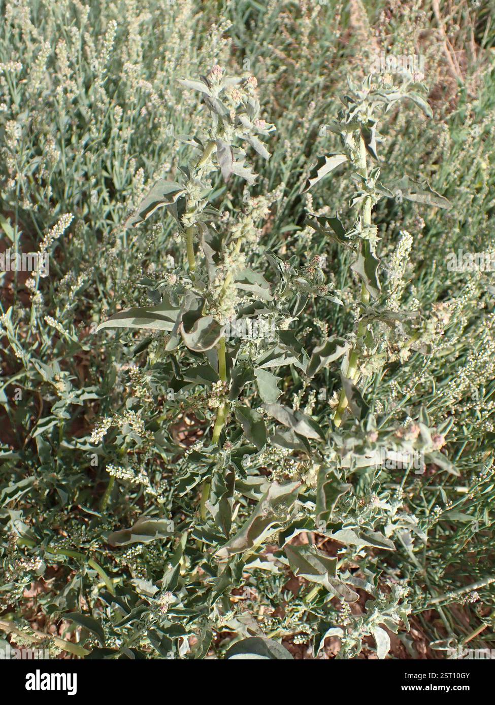 sprawling saltbush (Atriplex suberecta), Plantae, Tarmigt, Drâa ...