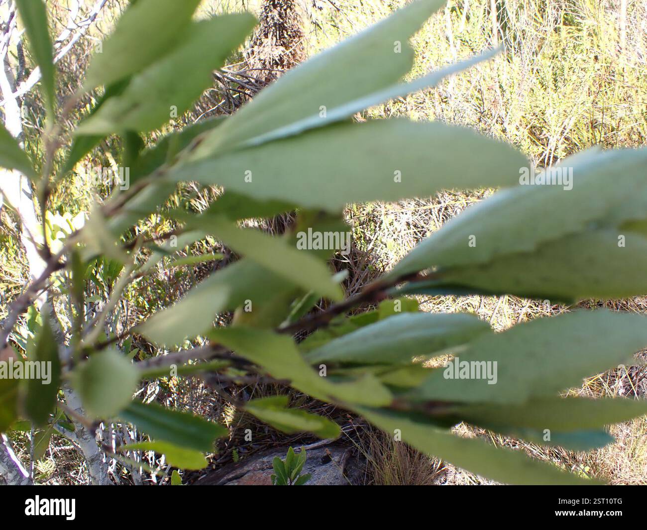 Spoonwood (Cassine schinoides), Plantae, Grootvadersbosch Garden Route ...