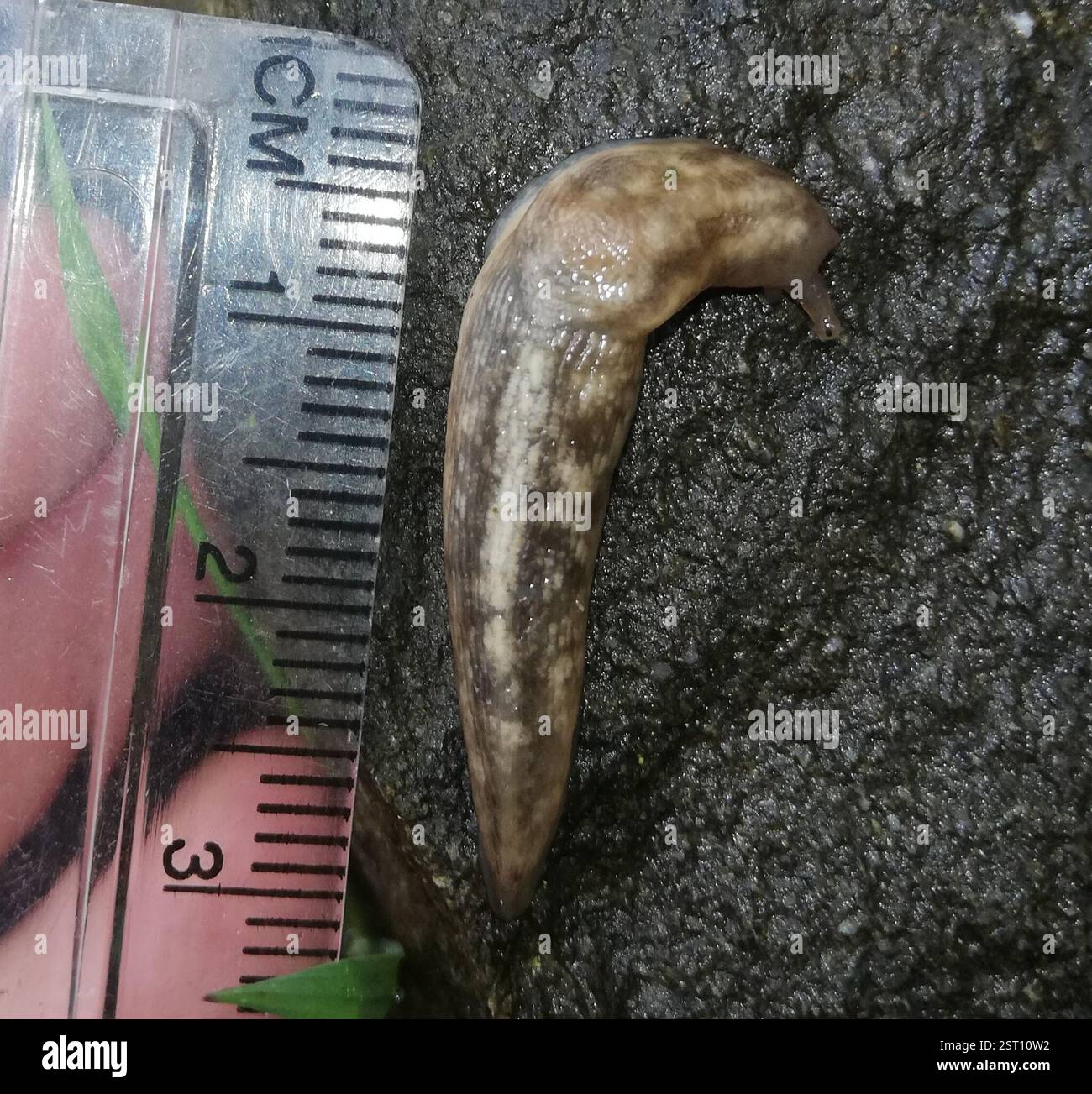 Tree slug (Lehmannia marginata), Mollusca, 06463 Falkenstein, Germany ...