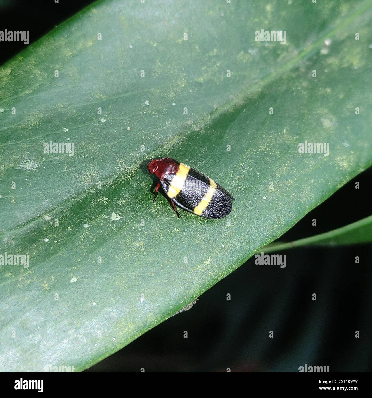 (Sphenorhina rubra), Insecta, Cachoeira, Ibiúna - SP, 18150-000, Brasil ...