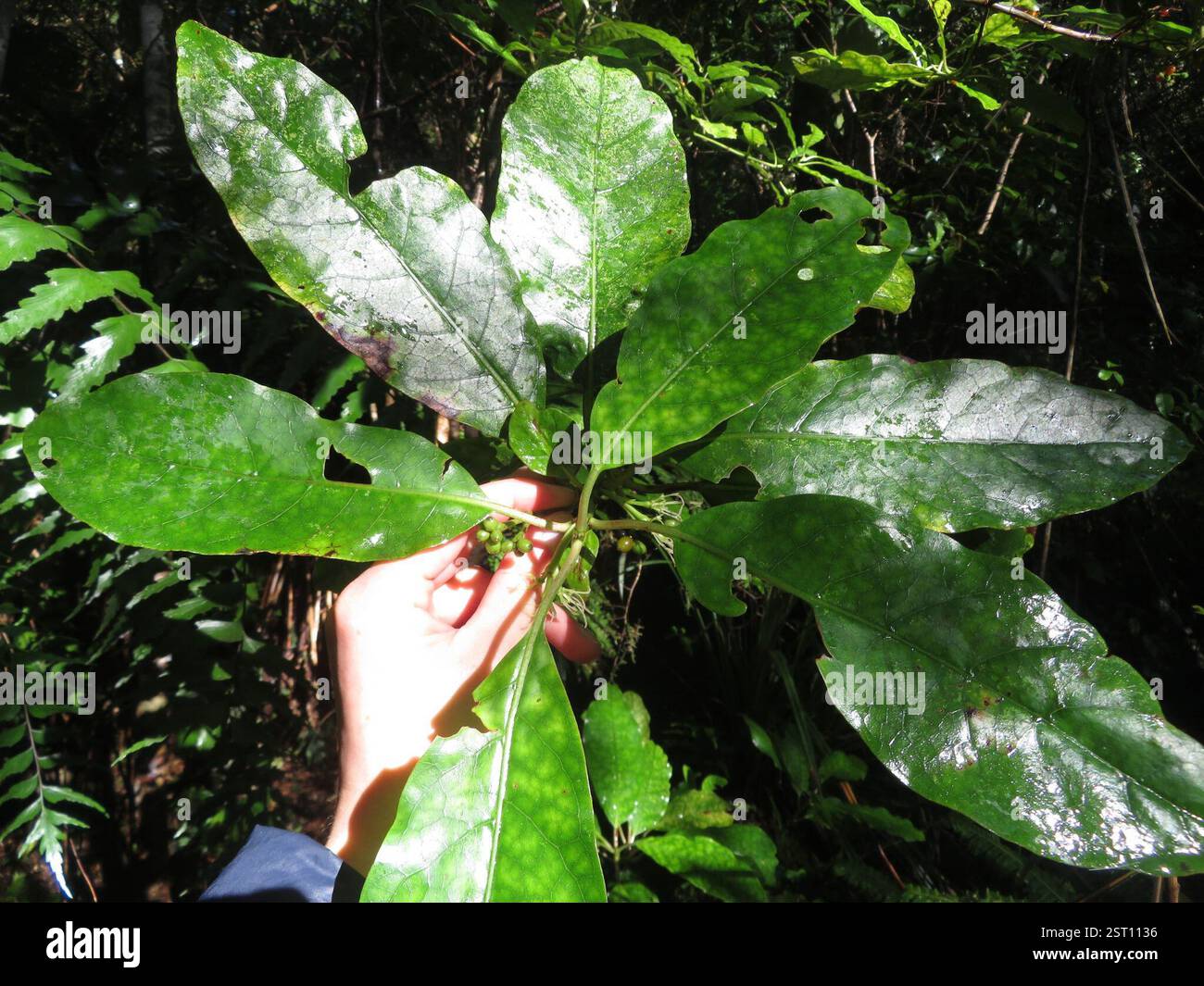 Kanono (Coprosma grandifolia), Plantae, Carterton 5791, New Zealand ...