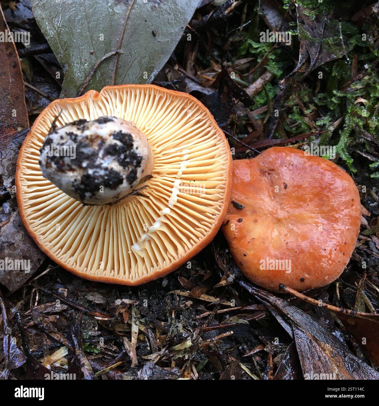 (Lactifluus clarkeae), Fungi, Victoria, AU, Bleeding white latex in ...