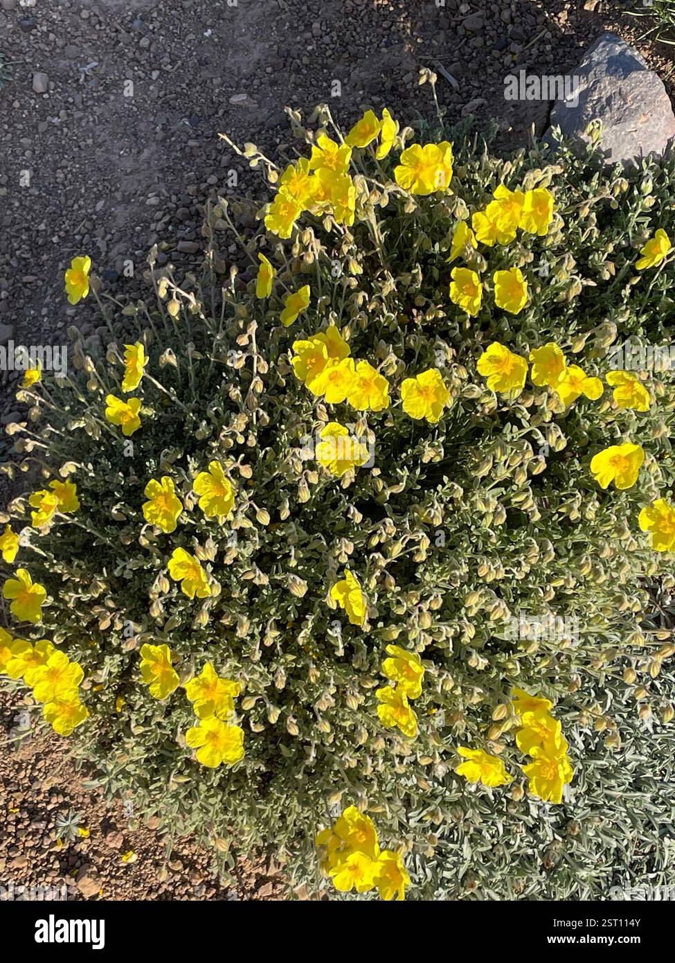 (Helianthemum croceum), Plantae, Zerkten, Marrakesh-Safi, MA Stock Photo - Alamy