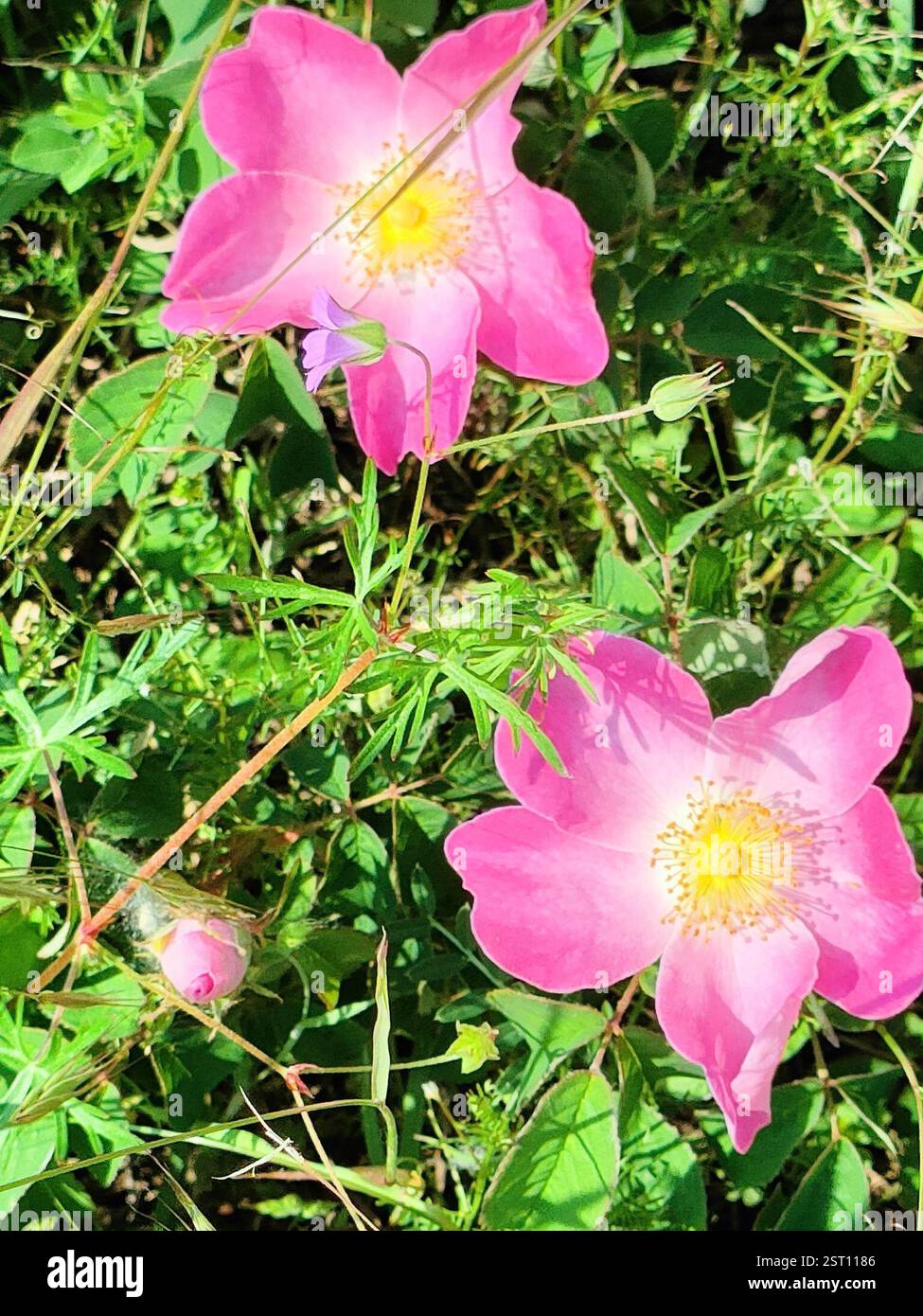 Provence Rose (Rosa gallica), Plantae, 28043 Bellinzago novarese NO ...