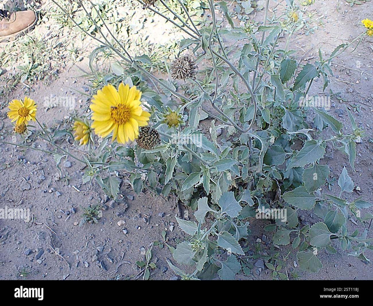 (Asteroideae), Plantae, Coastal Rd from Gourikwa to Still Bay, Garden ...