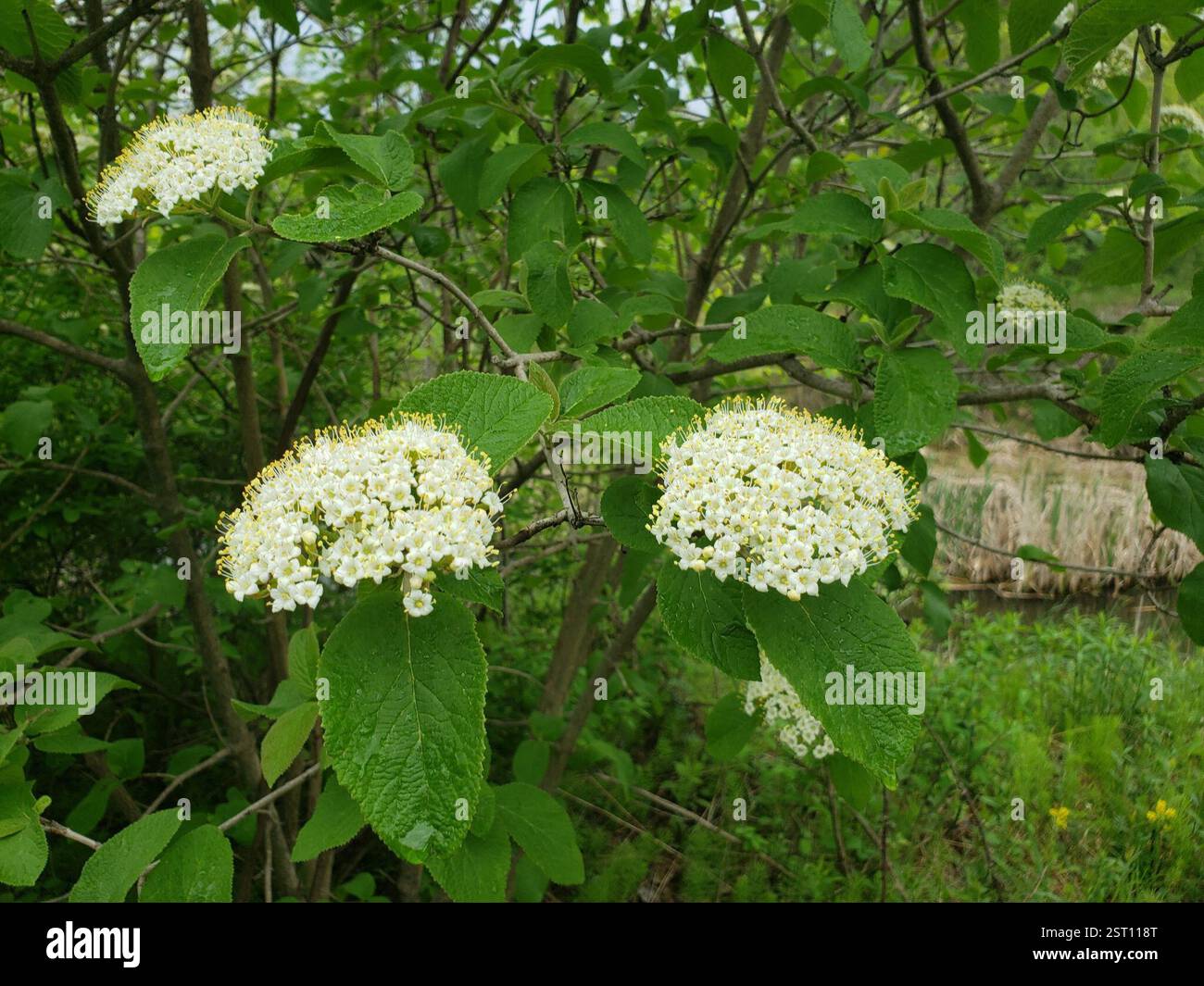 Wayfaring-tree (Viburnum lantana), Plantae, Ottawa, ON K2H 8Y8, Canada ...