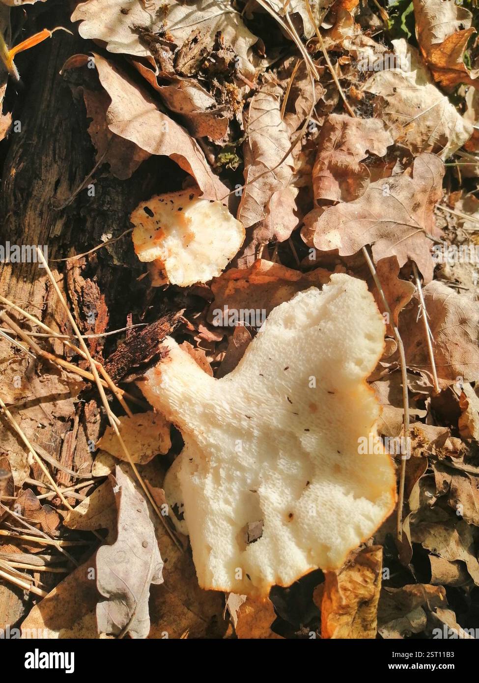 tuberous polypore (Polyporus tuberaster), Fungi, Tiszasziget, 6756 ...