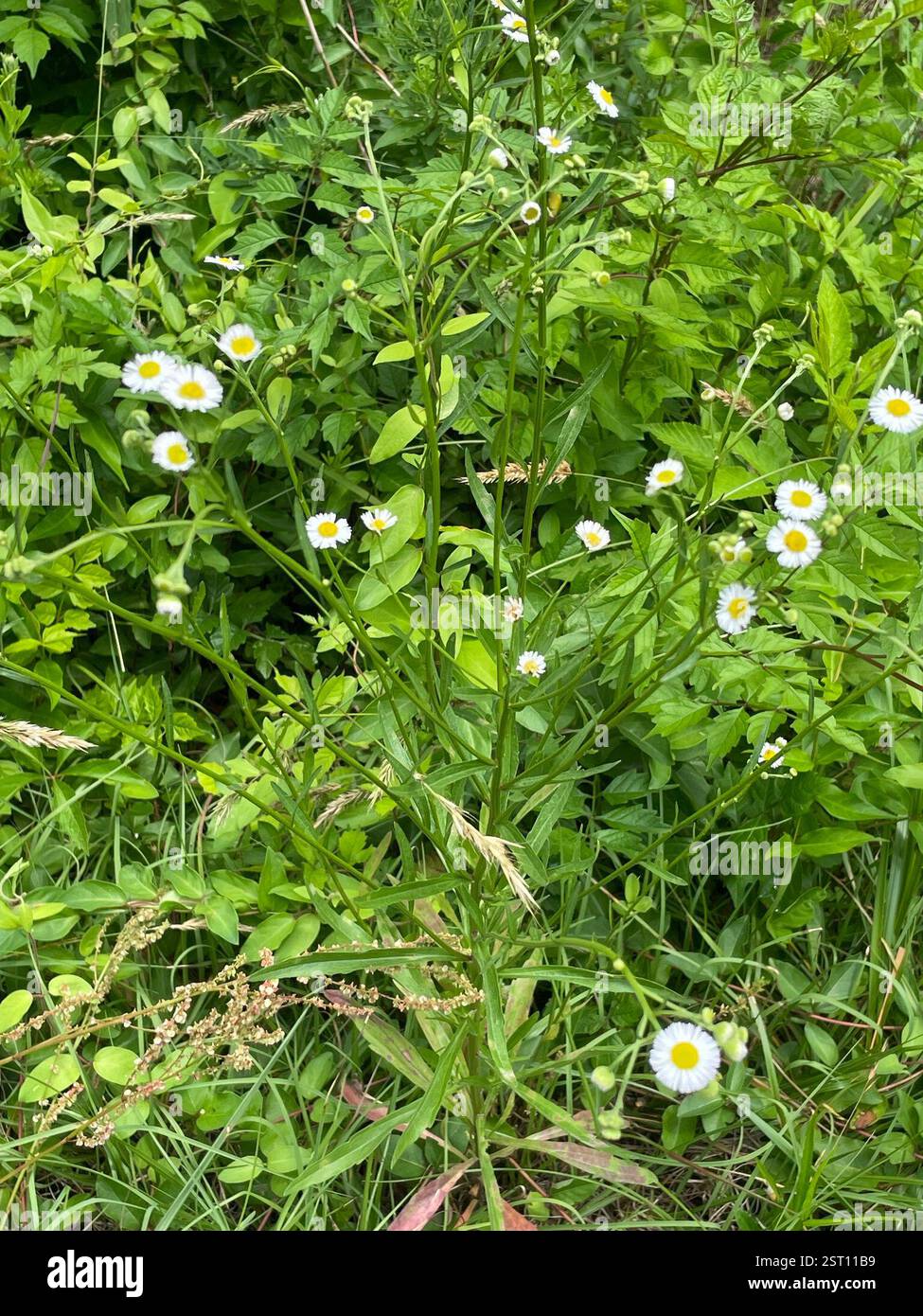 daisy fleabane (Erigeron strigosus), Plantae, Daisy Rd, Lilesville, NC ...