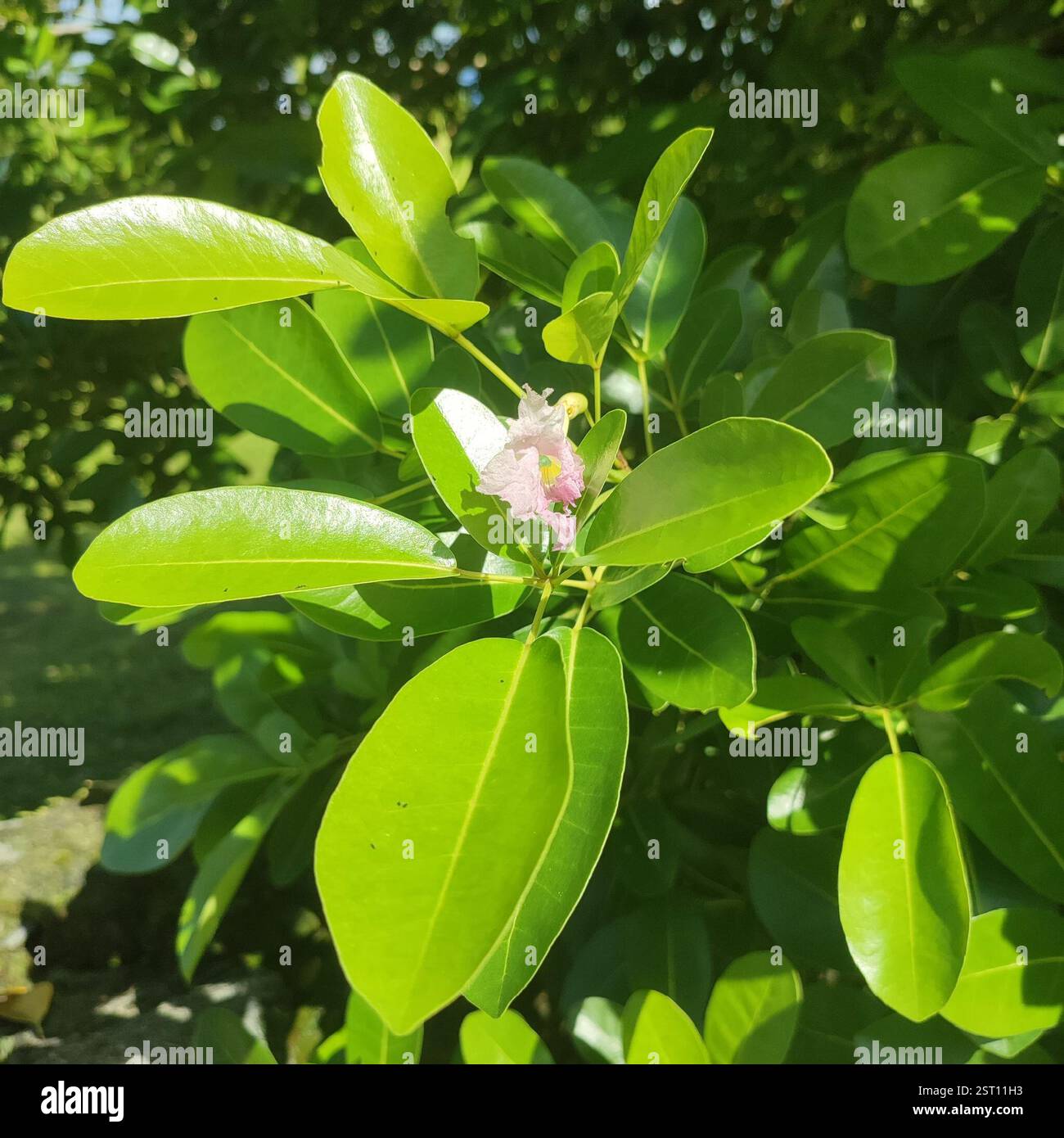 Pink Trumpet-tree (Tabebuia heterophylla), Plantae, British Indian ...