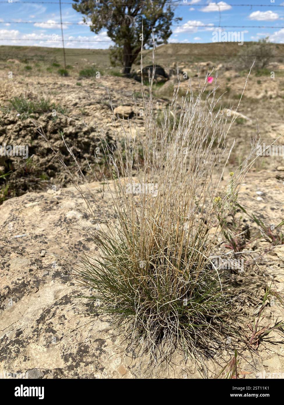 Purple Threeawn (Aristida purpurea), Plantae, Mack, CO, US Stock Photo ...