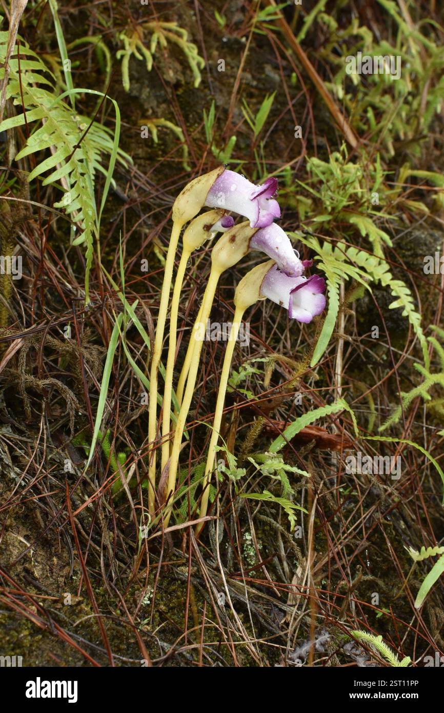 Indian Broomrape (Aeginetia indica), Plantae, 中国广东省茂名市信宜市 Stock Photo ...