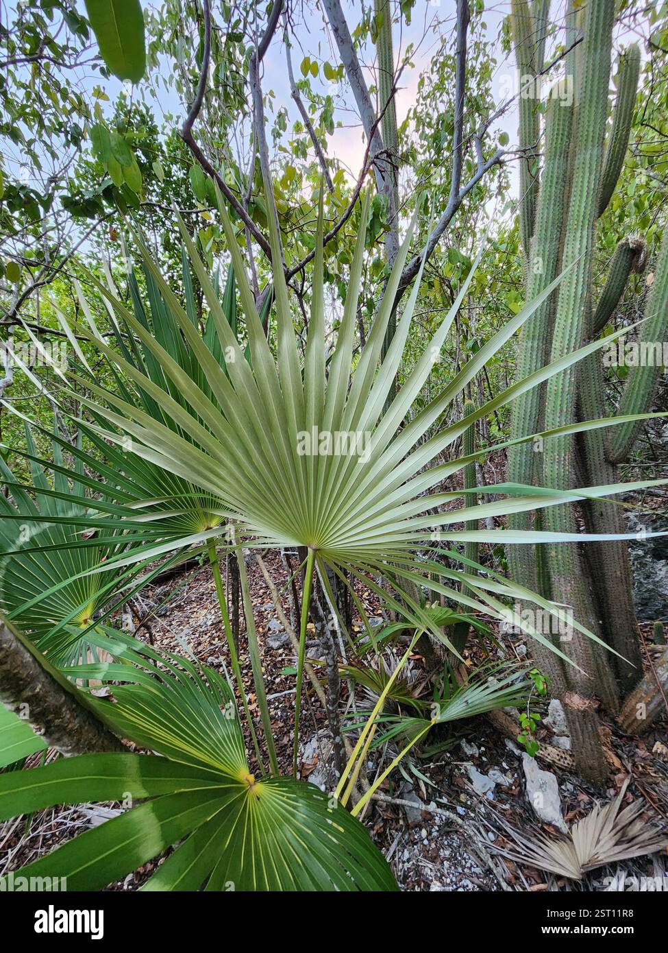 Cayman silver thatch palm (Coccothrinax proctorii), Plantae, 19. ...