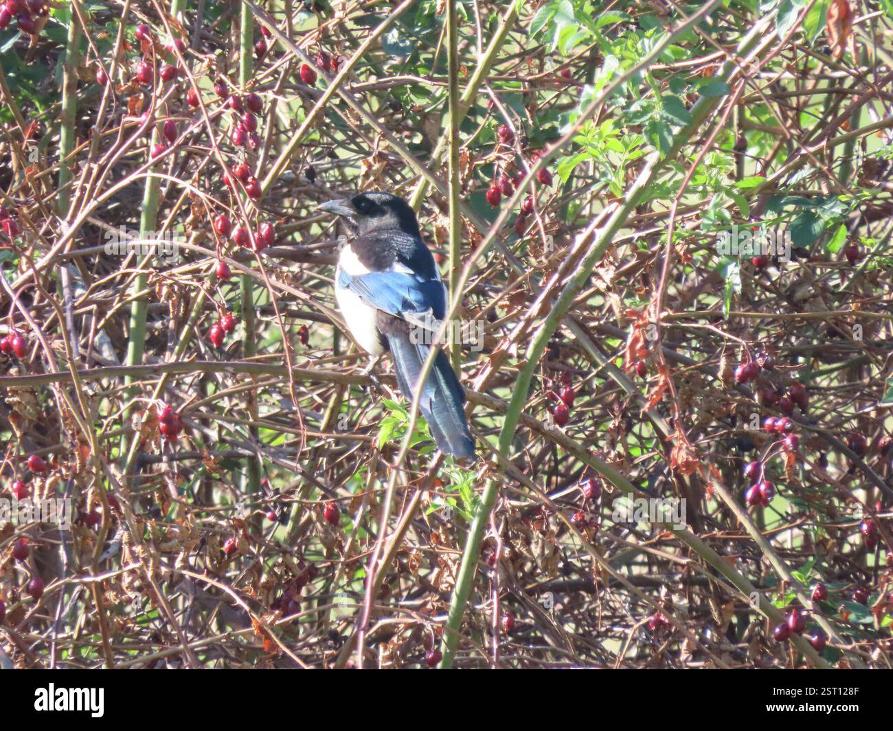 Black-billed Magpie (Pica hudsonia), Aves, Vernon, BC, Canada Stock ...