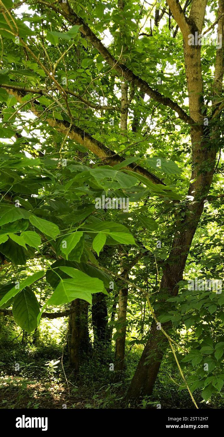 box elder (Acer negundo), Plantae, Cherokee Park, Louisville, KY, US ...