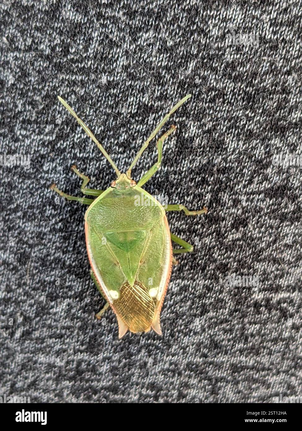 Lychee Stink Bug (Lyramorpha rosea), Insecta, Scarborough QLD 4020 ...