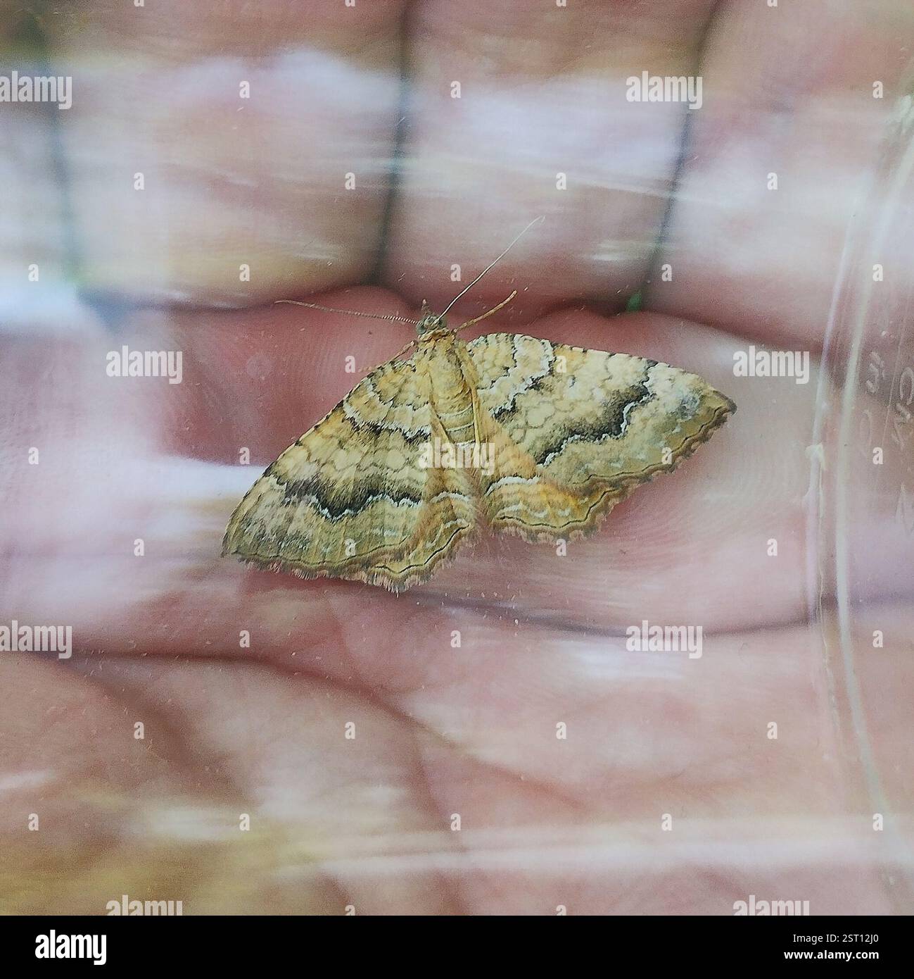Yellow Shell Moth (Camptogramma bilineata), Insecta, Mladost, Sofia ...