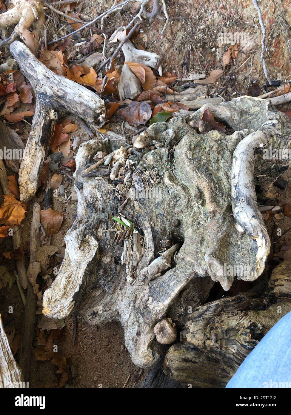 Higher Basidiomycetes (Agaricomycotina), Fungi, Fort Foote Park ...