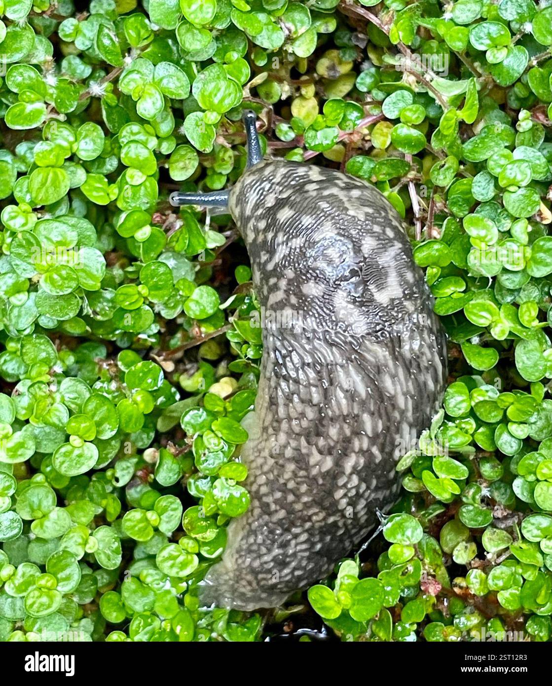 Yellow Cellar Slug (Limacus flavus), Mollusca, Country Park Rd, Salinas, CA, US, Land slug, 3 ...