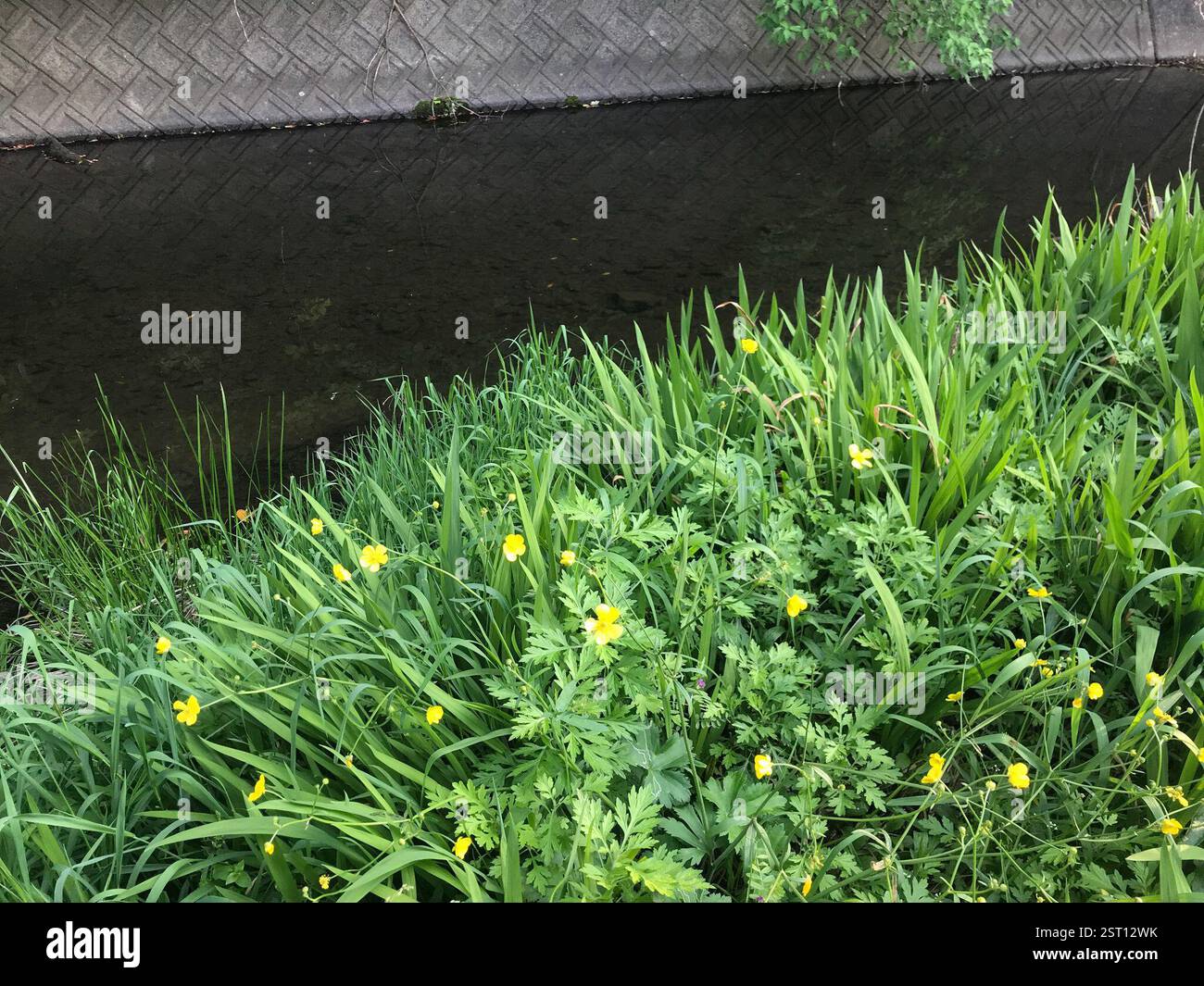 Japanese Buttercup (Ranunculus japonicus), Plantae, Satsumasendai ...