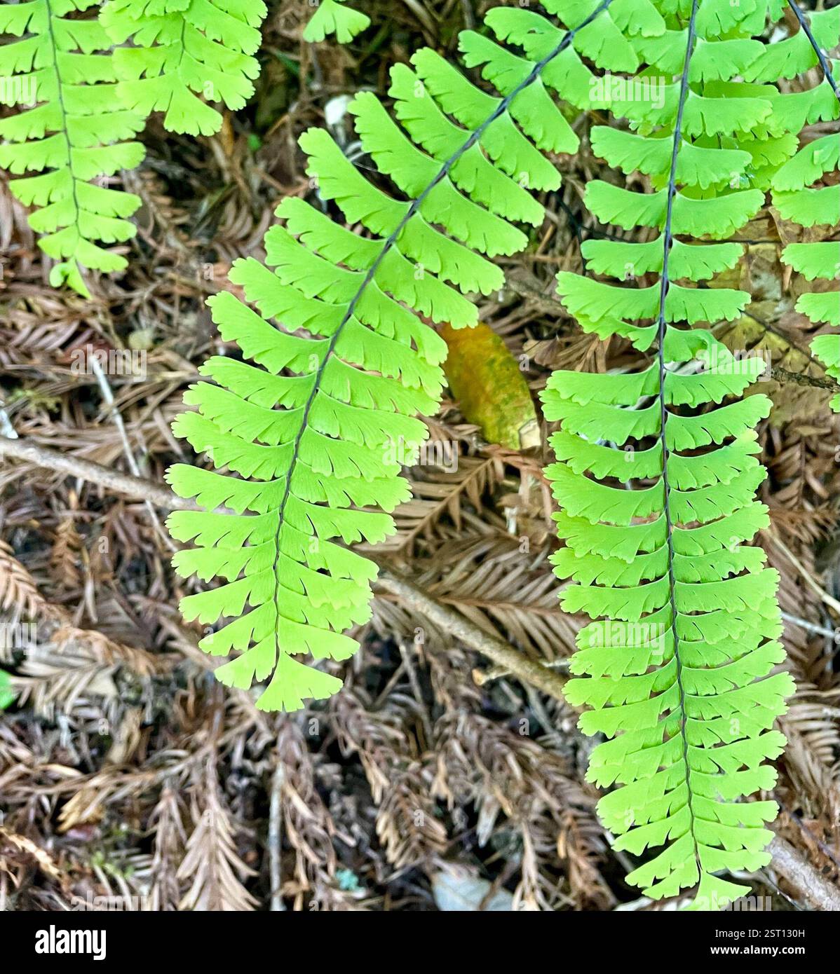 Fringed margin hi-res stock photography and images - Alamy