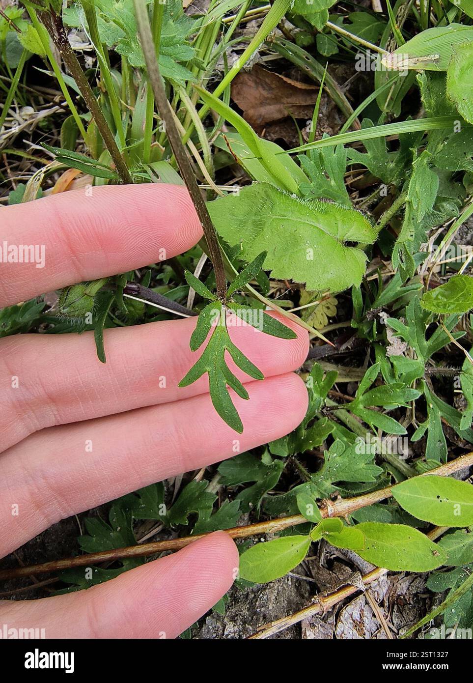 bulbous buttercup (Ranunculus bulbosus), Plantae, Bliss Corner ...